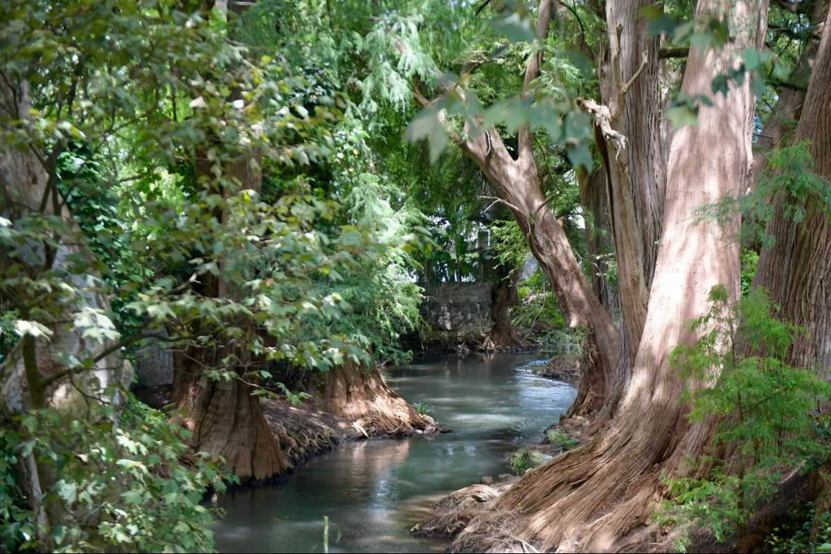 Ciudad de los Ahuehuetes, nuevo espacio de conservación y patrimonio de ...